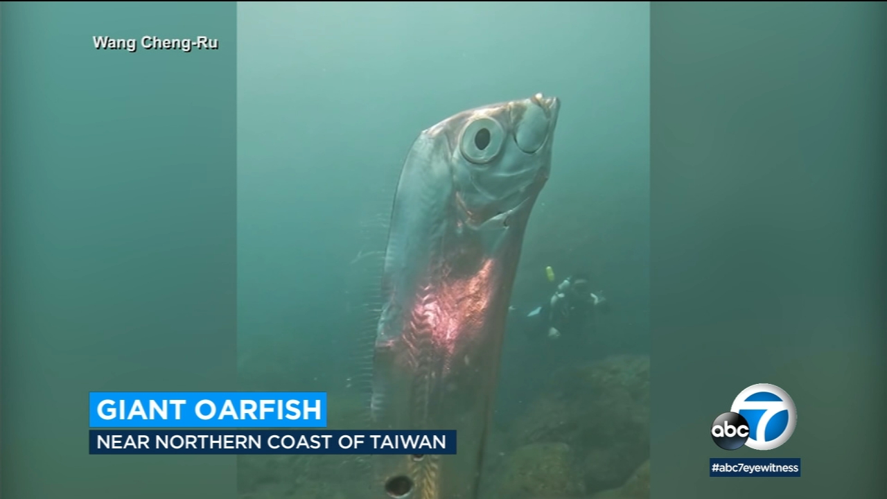 Giant Oarfish