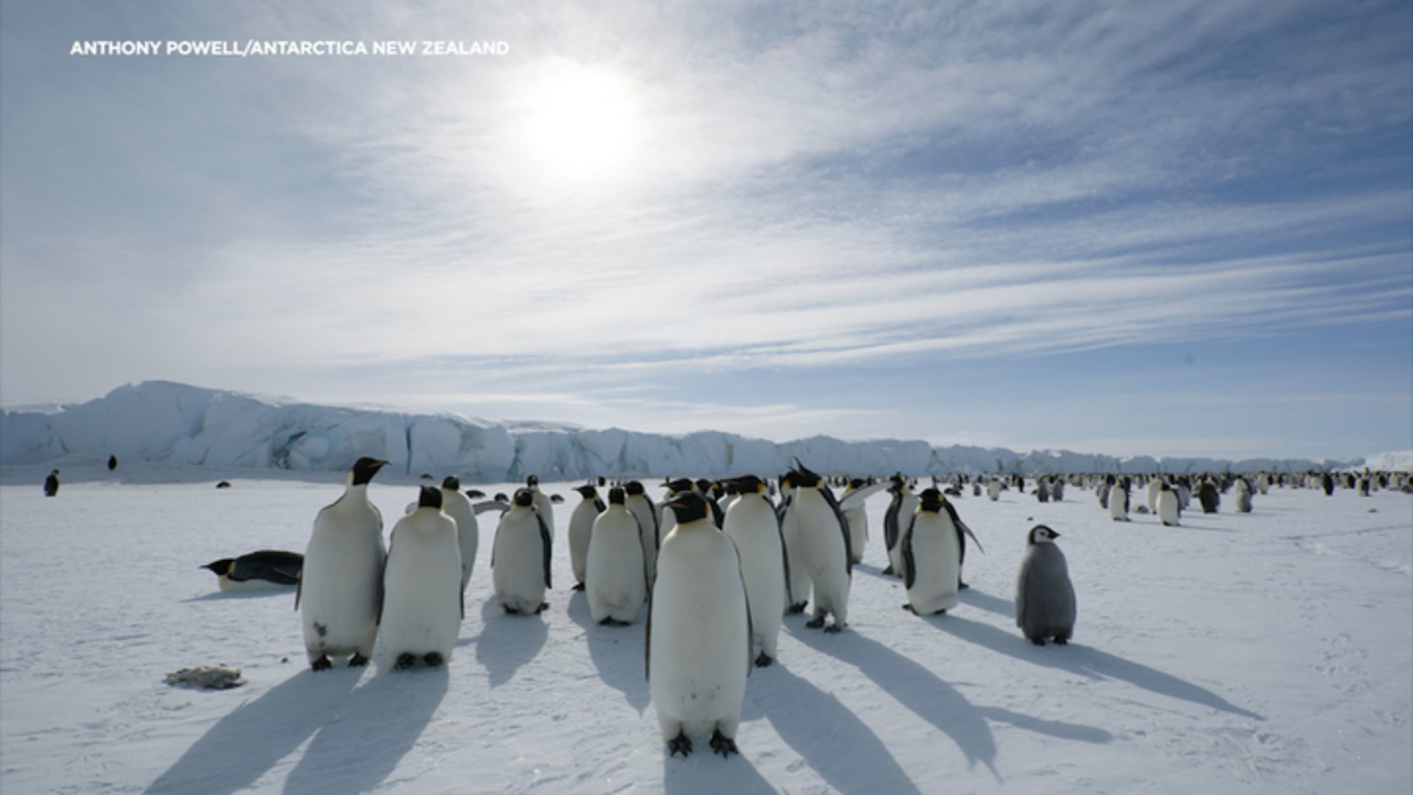 Arctic Penguin Habitat 10 Places Where Penguins Live In The Wild