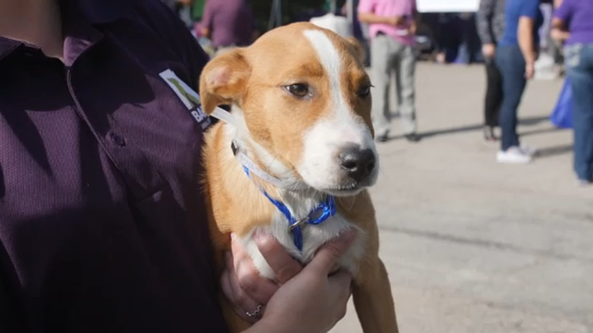 Do Dogs Have To Wear Rabies Tag In Texas