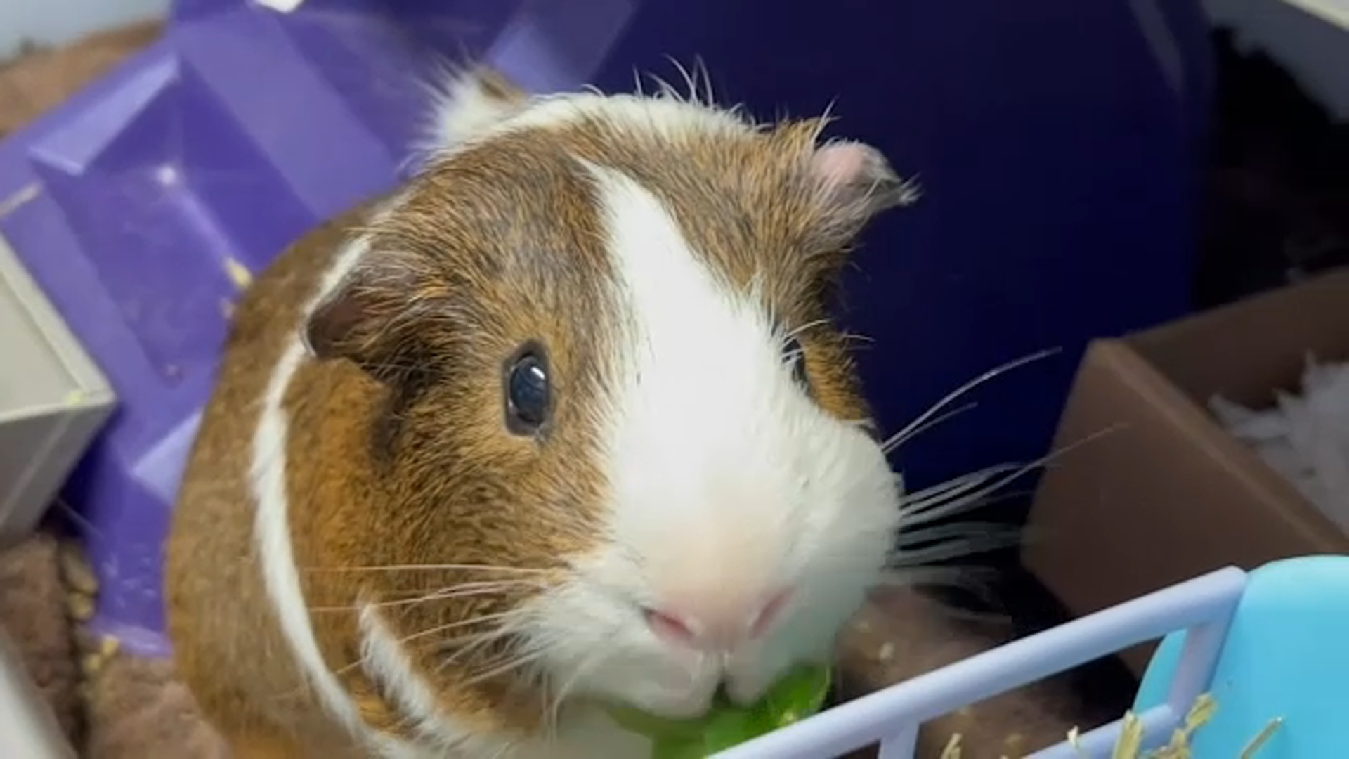 About Guinea Pigs